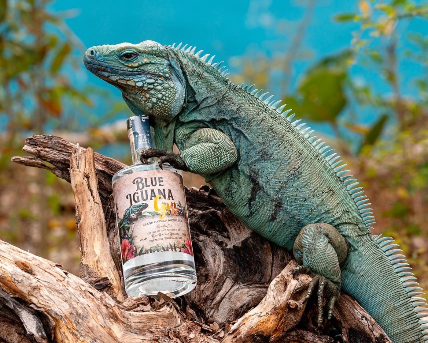 This New Gin Raises Funds for the Conservation of Endangered Blue ...
