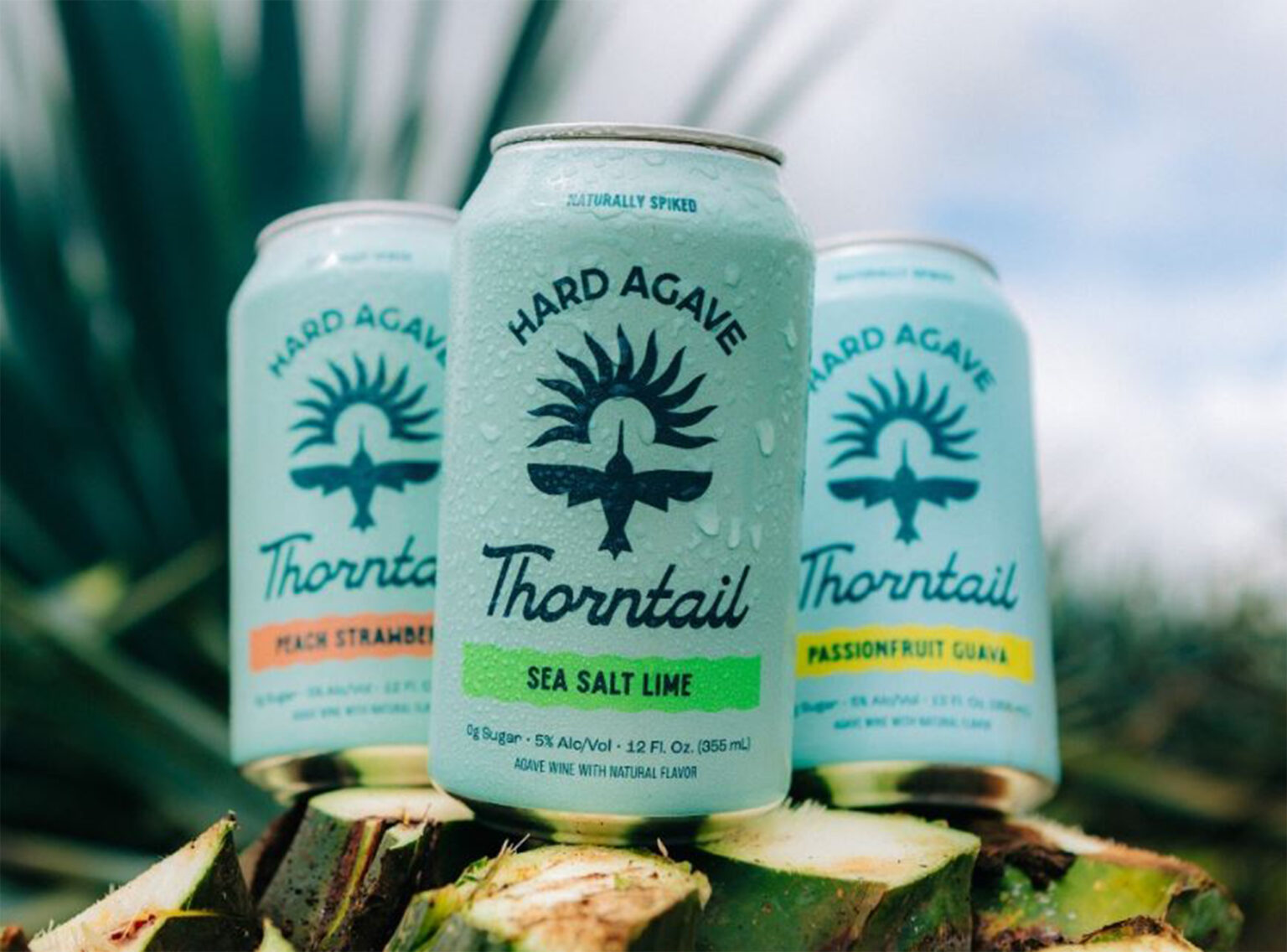 New ‘Hard Agave’ Brand Combines Tequila Ingredients With Kombucha ...