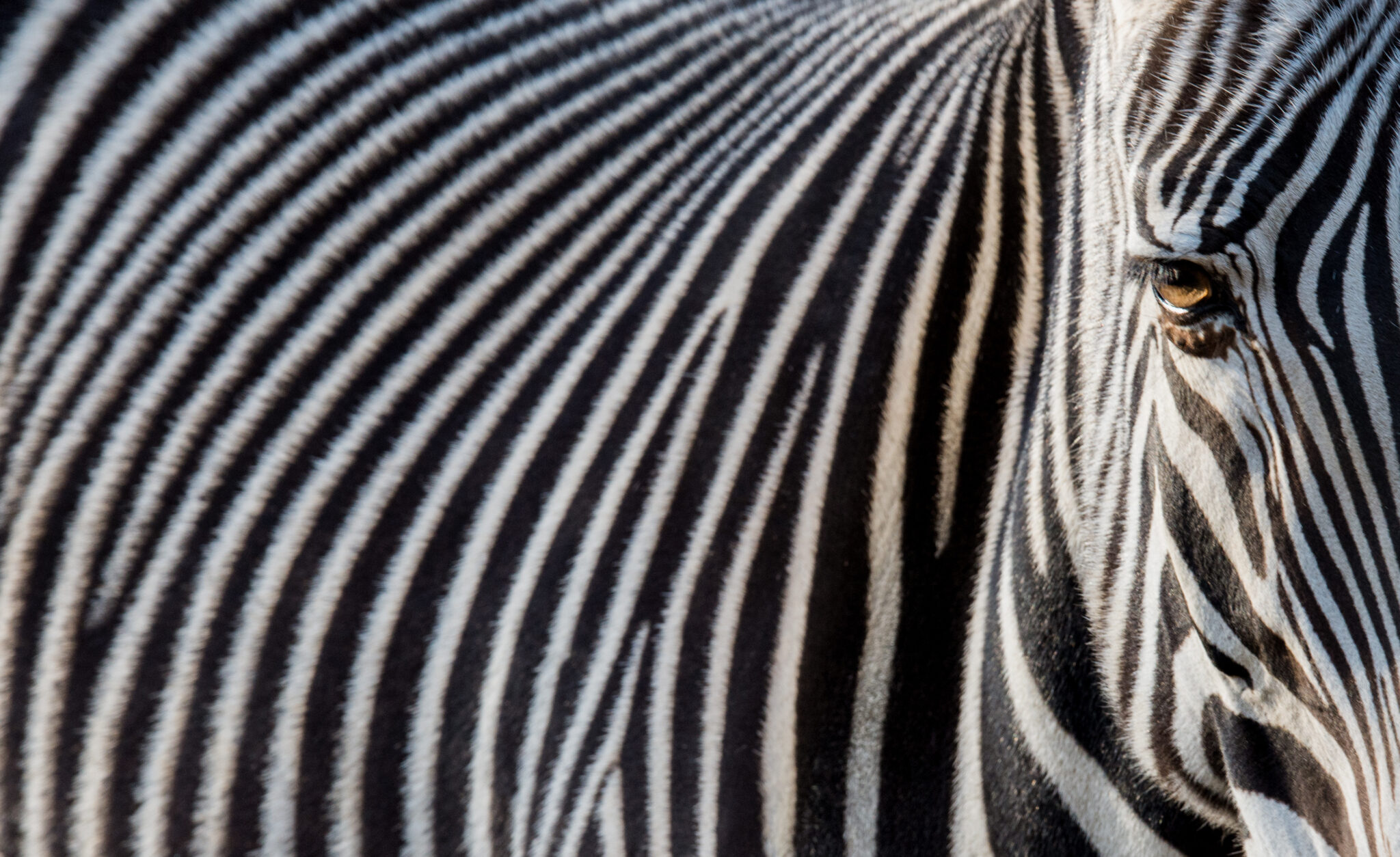 What is Zebra Striping? Inside The Drinking Trend Taking the Sober ...