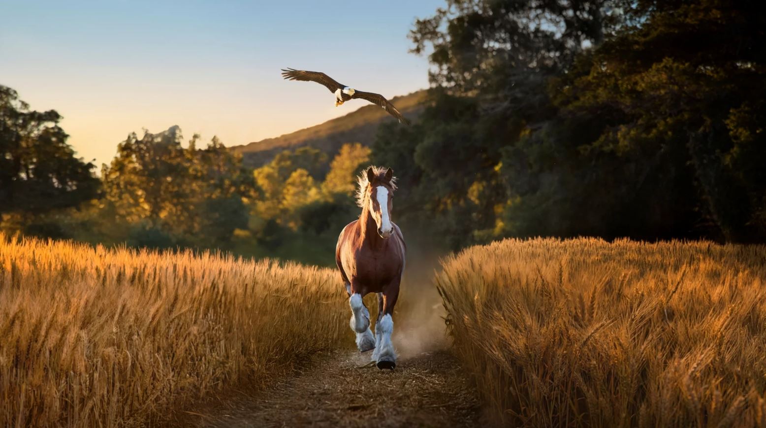 Super Bowl LX Alcohol Ad Roundup: From Budweiser Clydesdales to Mezcal ...